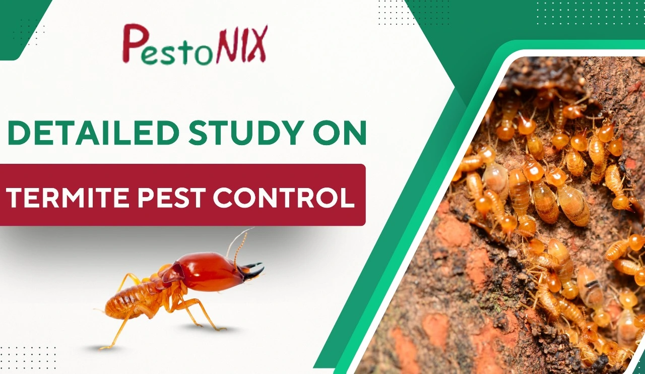 Detailed Study on Termite Pest Control