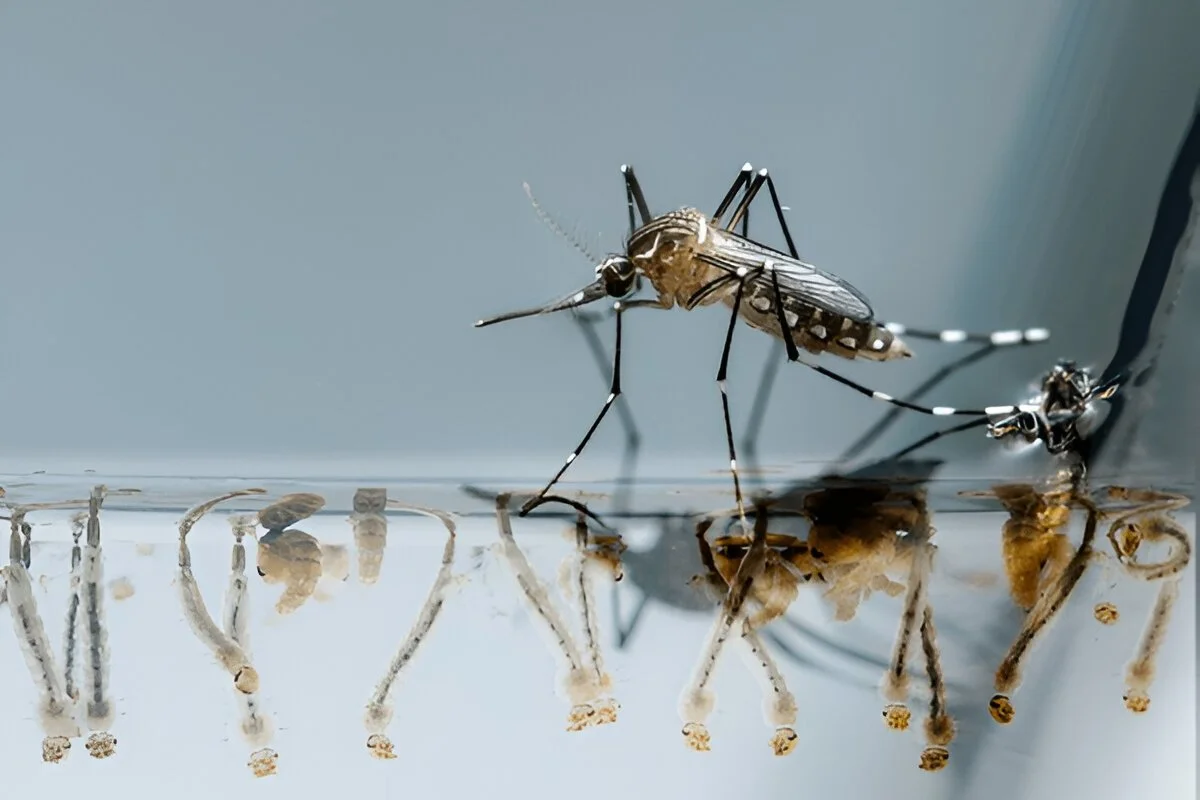 How to Take Precaution Mosquito Breeding in Flats?