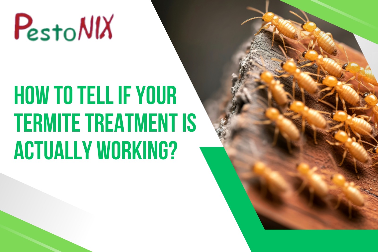 How Do You Know If Termite Treatment Is Working?